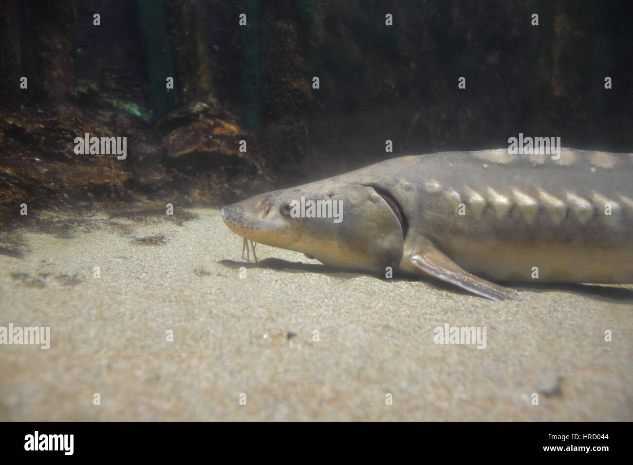 Sturgeon fish hi-res stock photography and images - Alamy