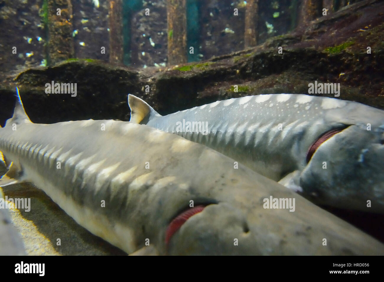 Sturgeon fish - Lasiwest