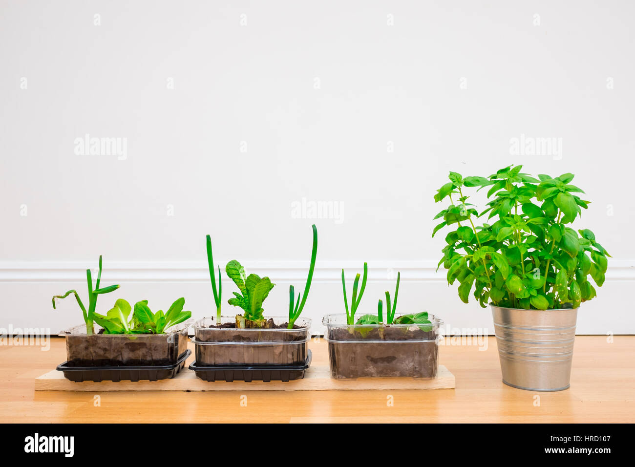 Growing various herbs and vegetable at home garden Stock Photo - Alamy