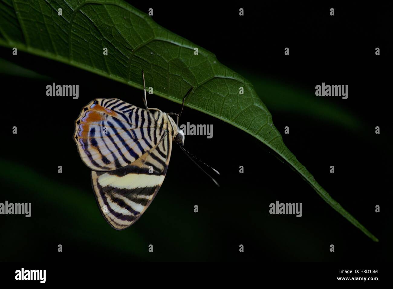 Panama gamboa butterfly hi-res stock photography and images - Alamy