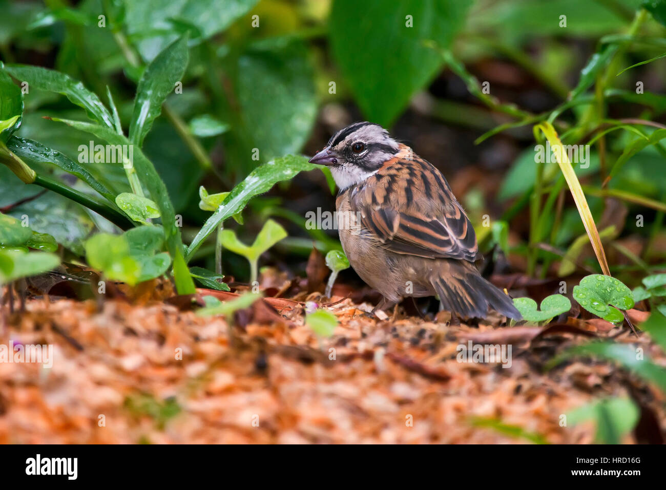Rufous-collared sparrow (Zonotrichia capensis) , photographed in ...