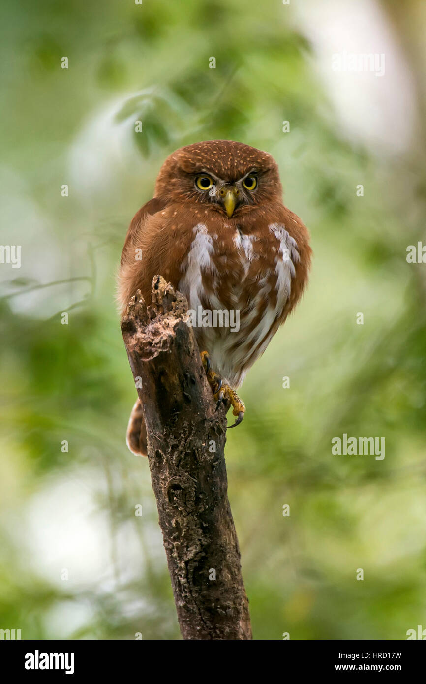 Vertebrados vertebrados hi-res stock photography and images - Alamy