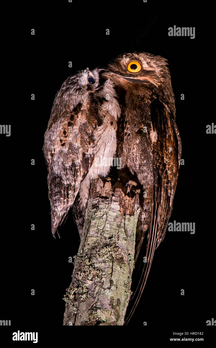 Lesser potoo hi-res stock photography and images - Alamy