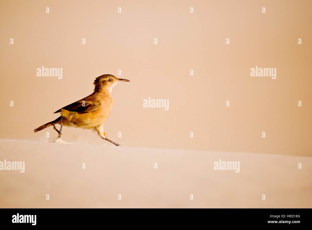 Rufous hornero (Furnarius rufus), photographed in Itaúnas dunes ...