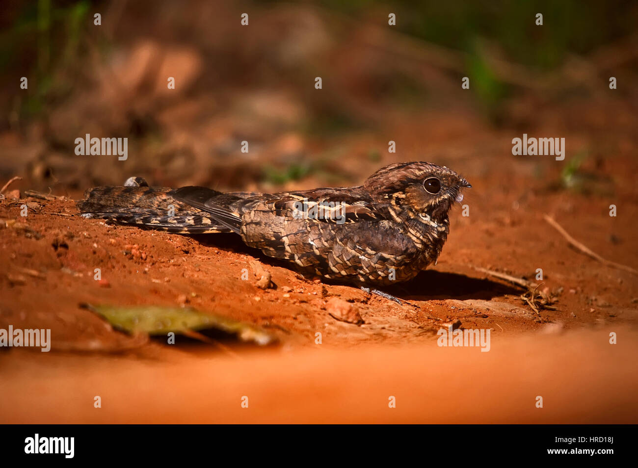 Engoulevent pauraque hi-res stock photography and images - Alamy