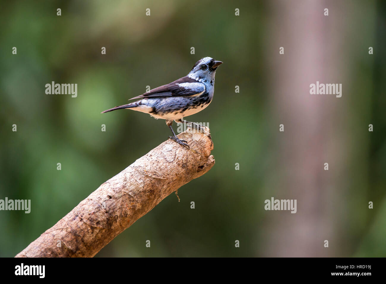 White-bellied Tanager (Tangara brasiliensis) photographed in Sooretama ...