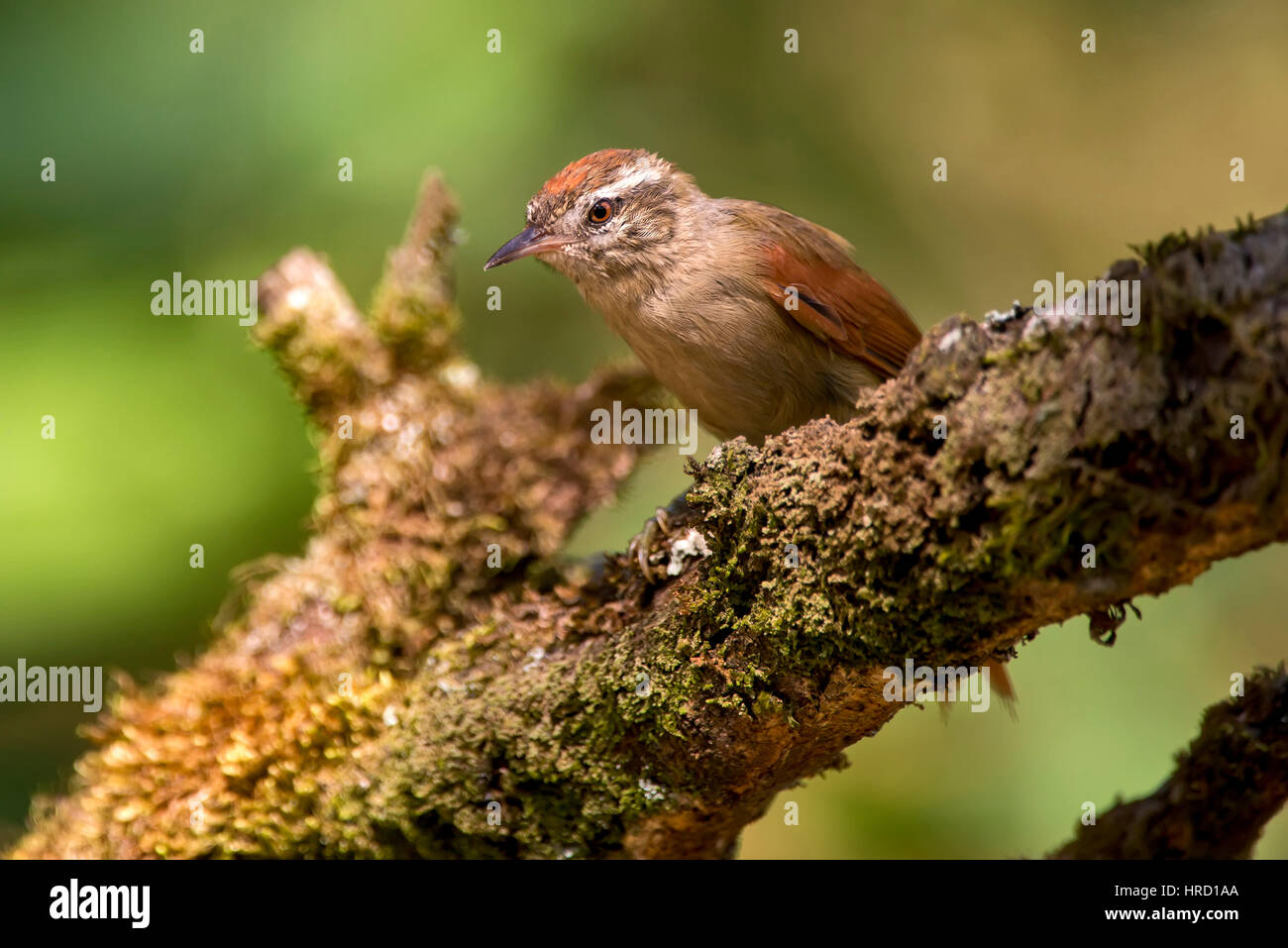 Pallid Spinetail (Cranioleuca pallida), photographed in Domingos ...
