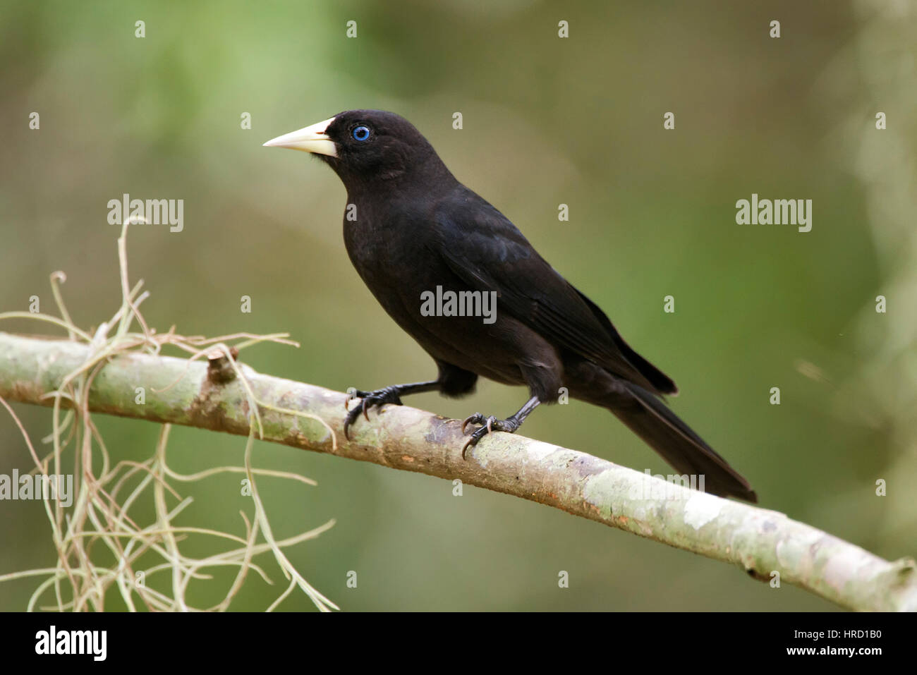 Red-rumped Cacique (Cacicus haemorrhous) photographed in Sooretama ...