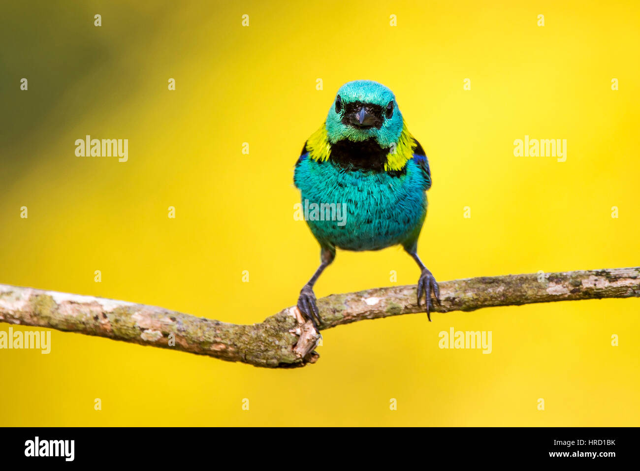 Green headed tanager colors hi-res stock photography and images - Alamy