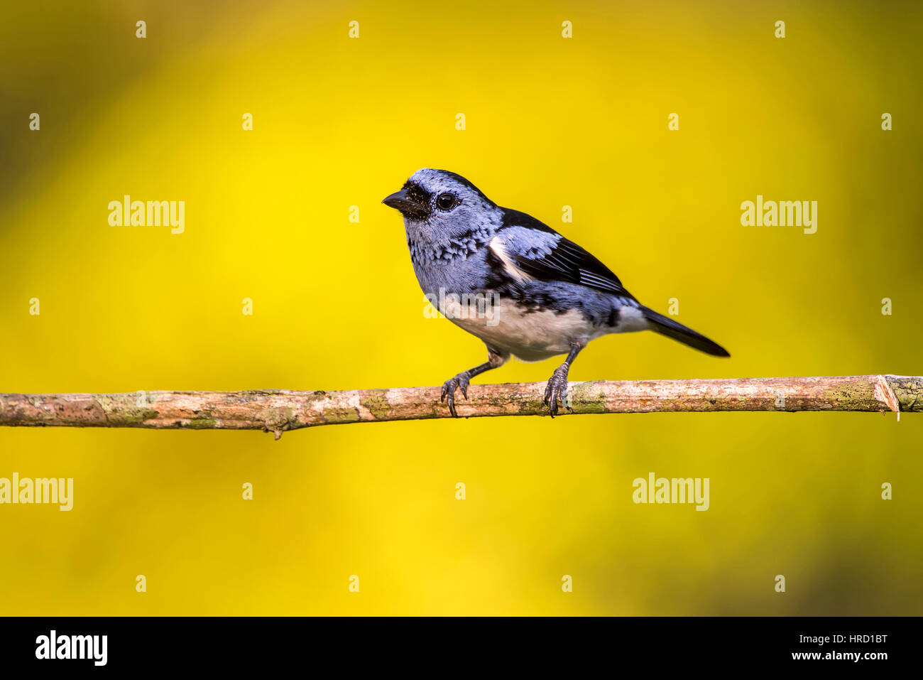 White-bellied Tanager (Tangara brasiliensis) photographed in Sooretama ...
