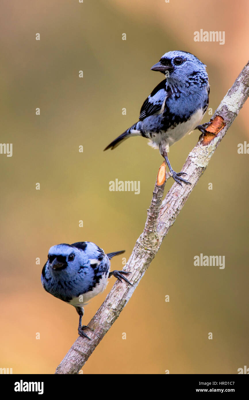 White-bellied Tanager (Tangara brasiliensis) photographed in Sooretama ...