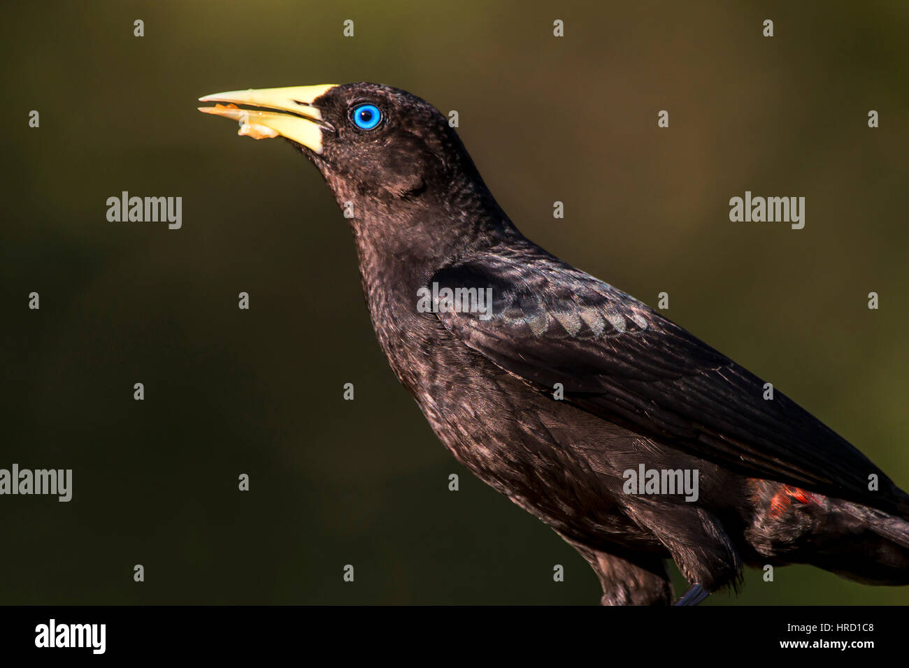 Red-rumped Cacique (Cacicus haemorrhous) photographed in Sooretama ...