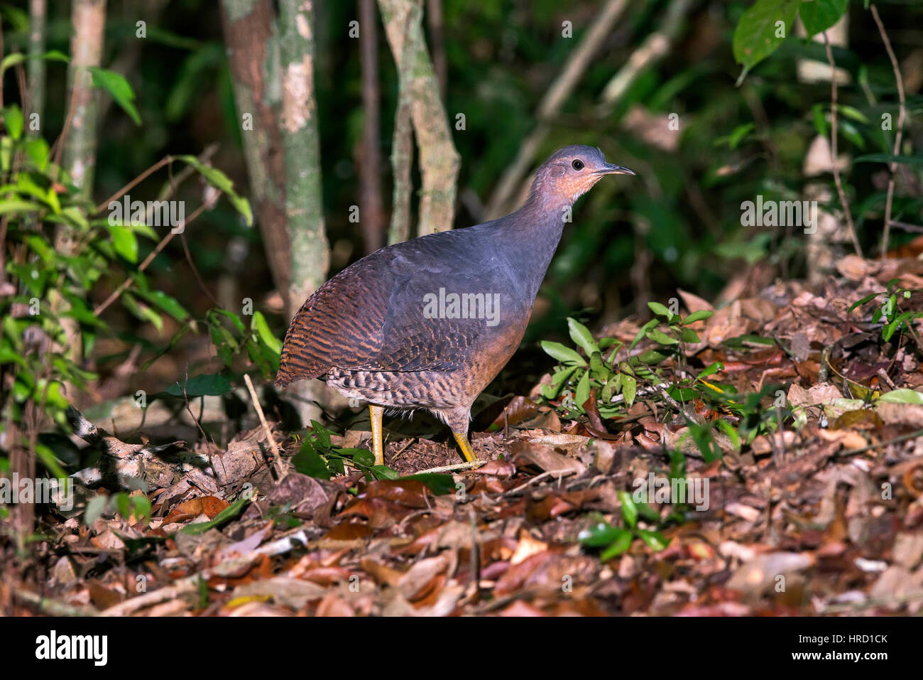 Tinamou noctivague hi-res stock photography and images - Alamy
