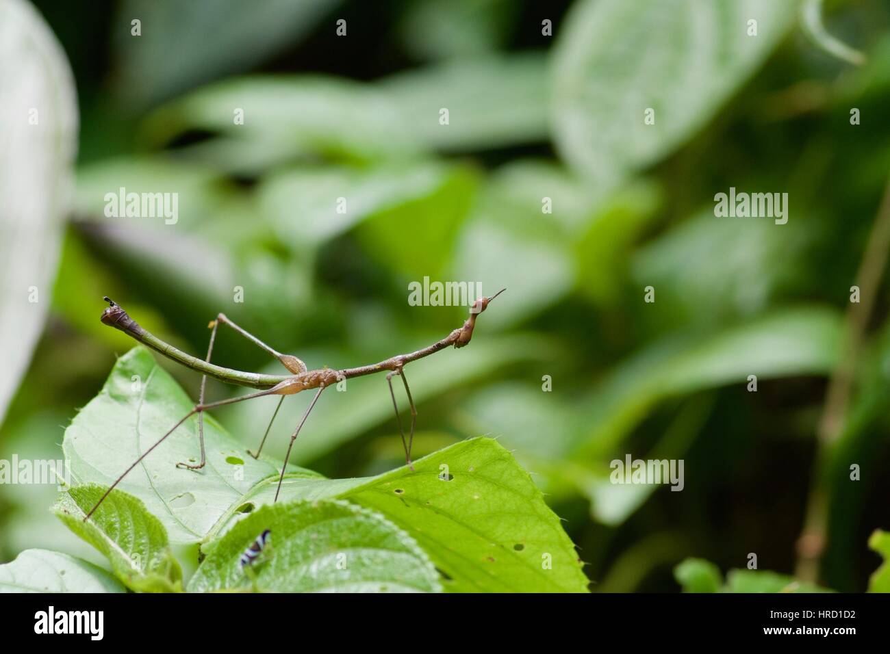Tropical rainforest stick insect hi-res stock photography and images ...