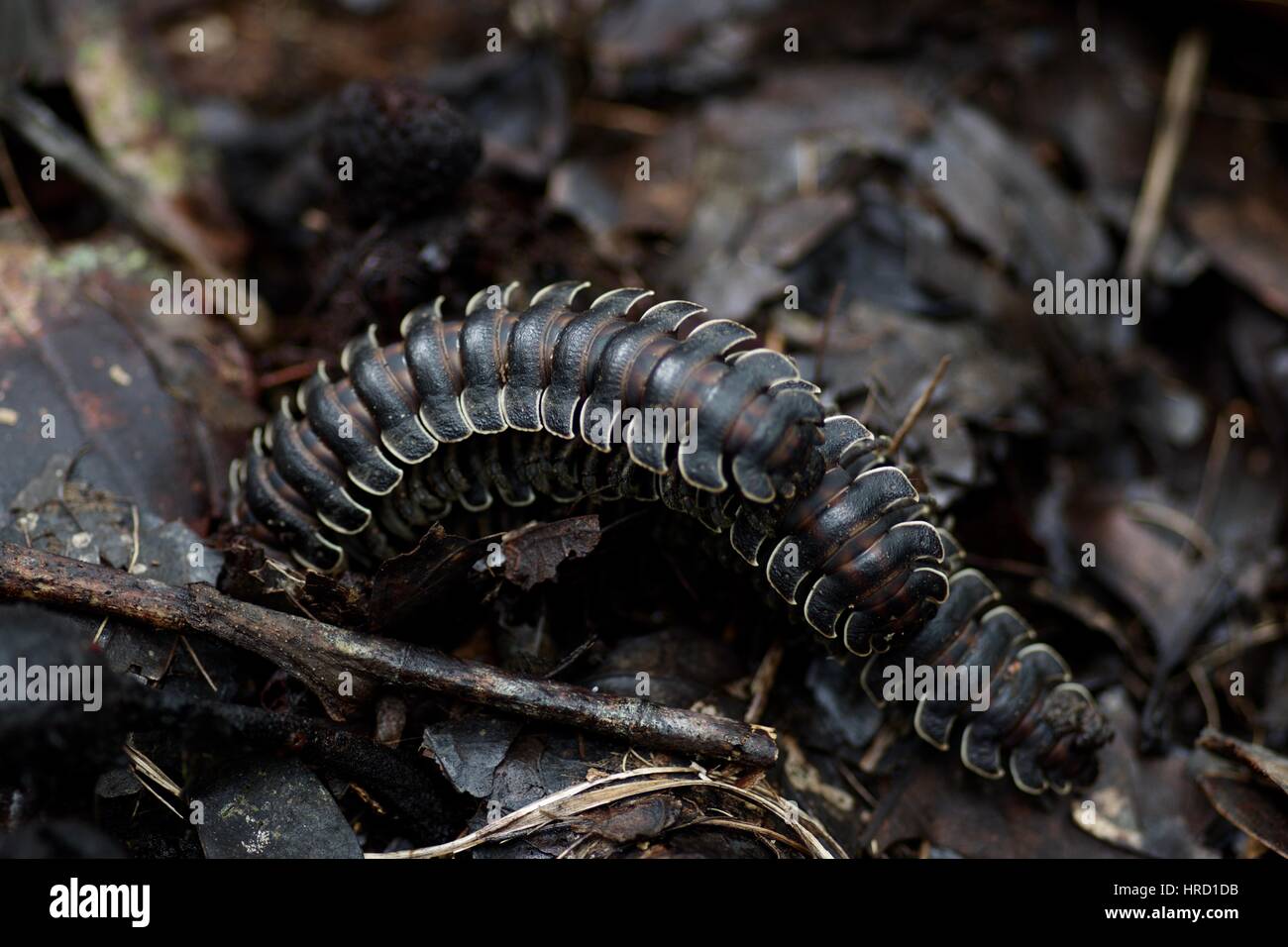 A trio of armored millipedes (family Polydesmidae) on the Amazon ...