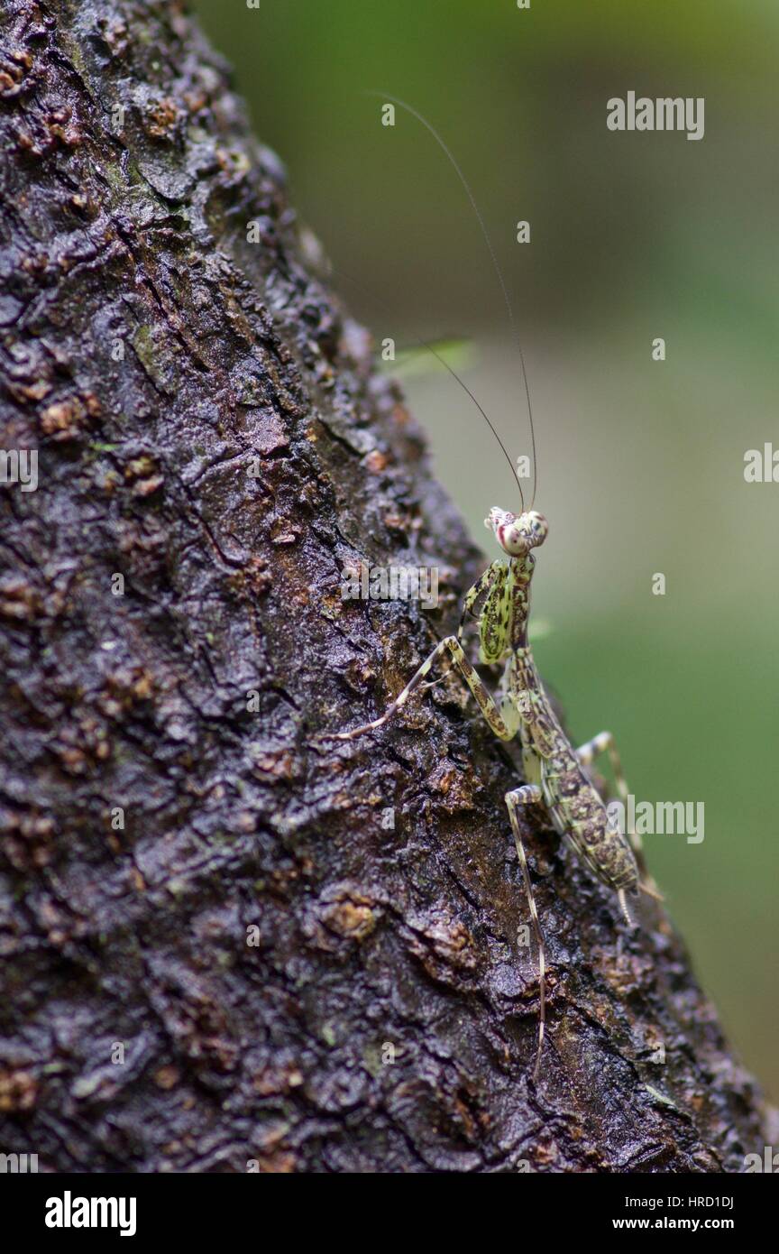 A colorful bark mantis (Liturgusa sp.) on a tree trunk in the Amazon ...