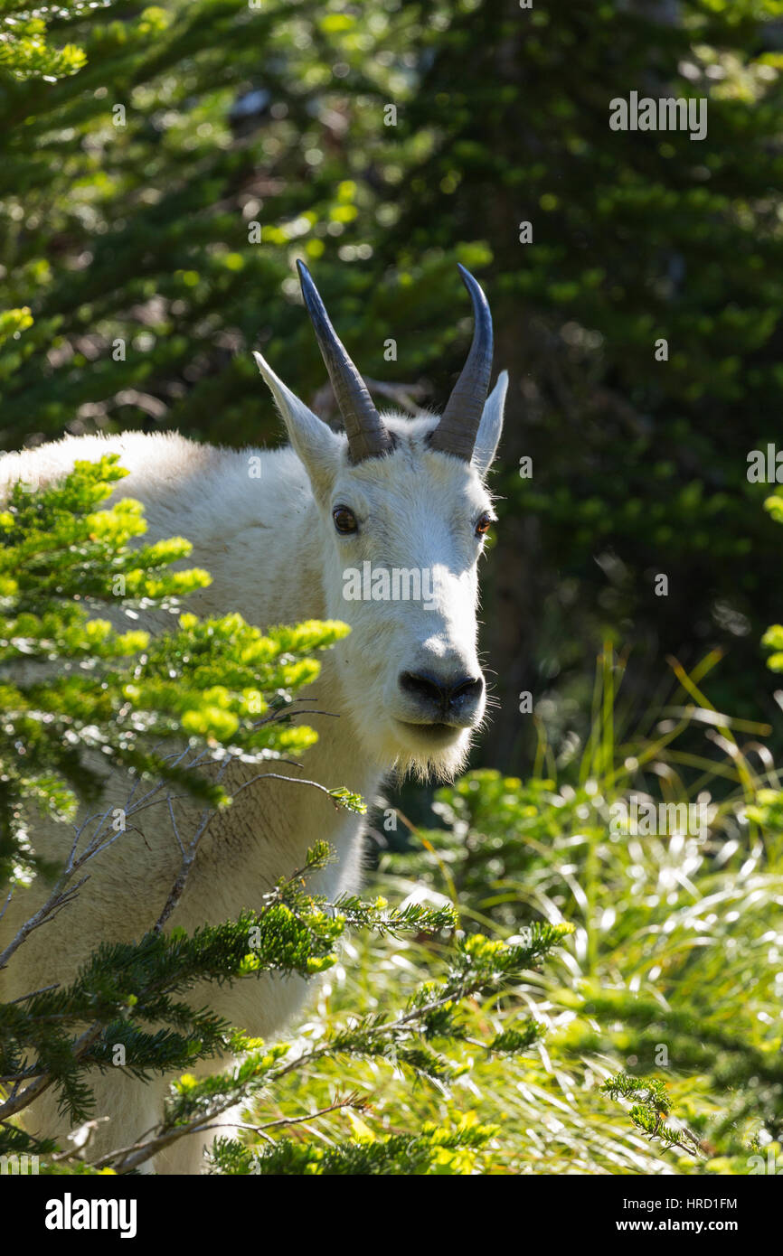Mountain Goat (Oreamnos americanus) peering out of trees in Glacier ...