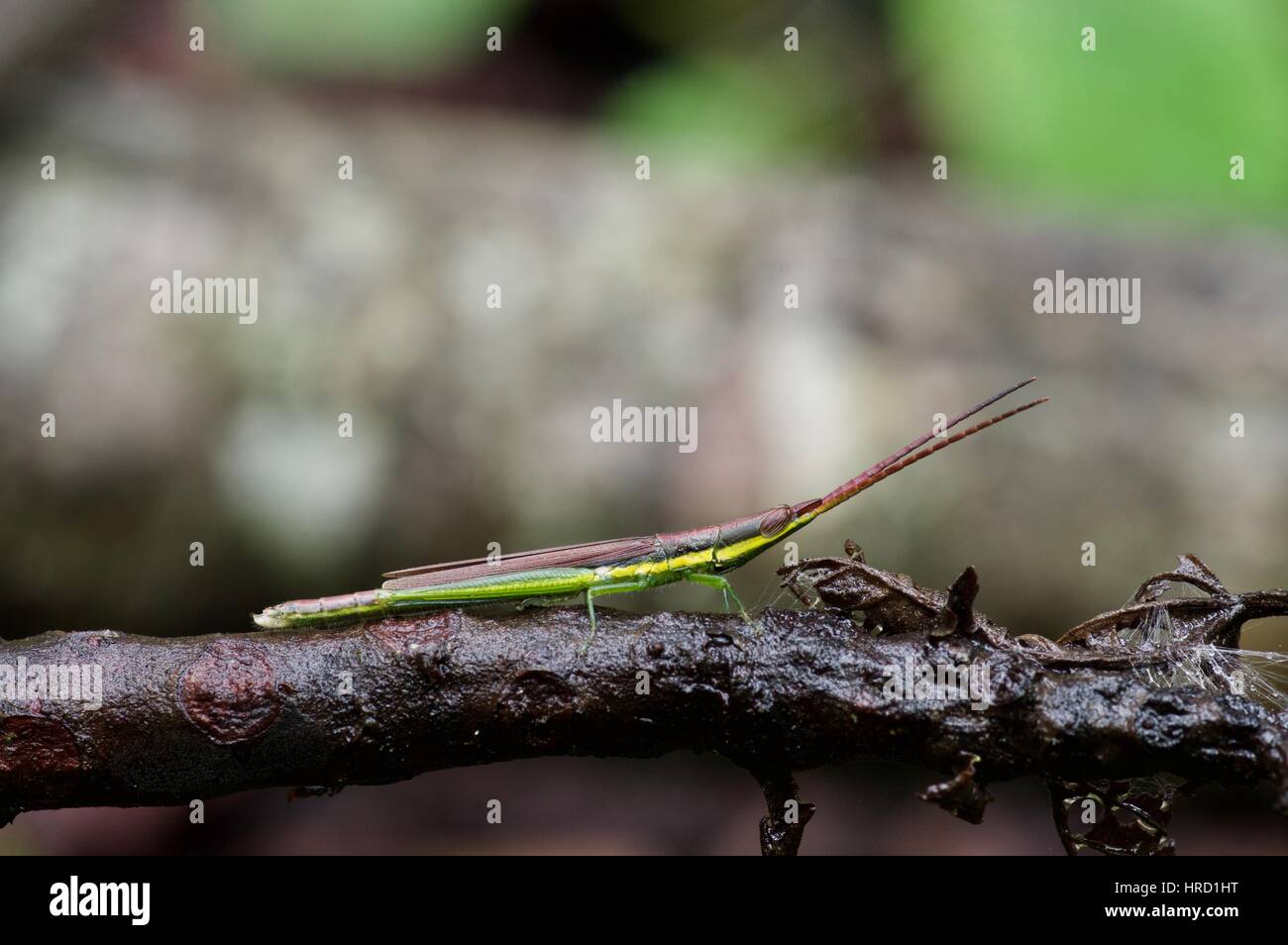 A Gaudy Grasshopper (family Pyrgomorphidae) in the Amazon rainforest in ...