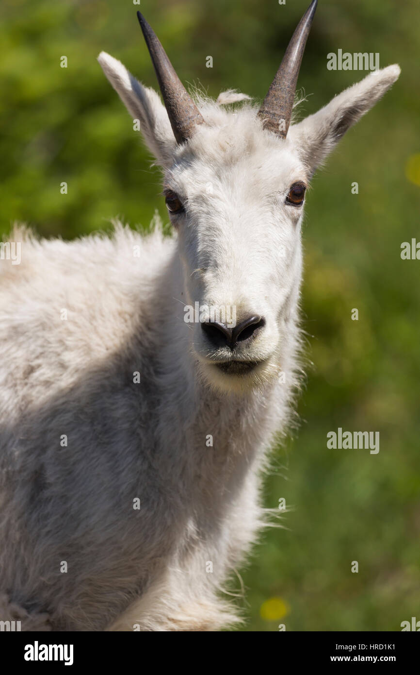 Mountain Goat (Oreamnos americanus) portrait in Glacier National Park ...
