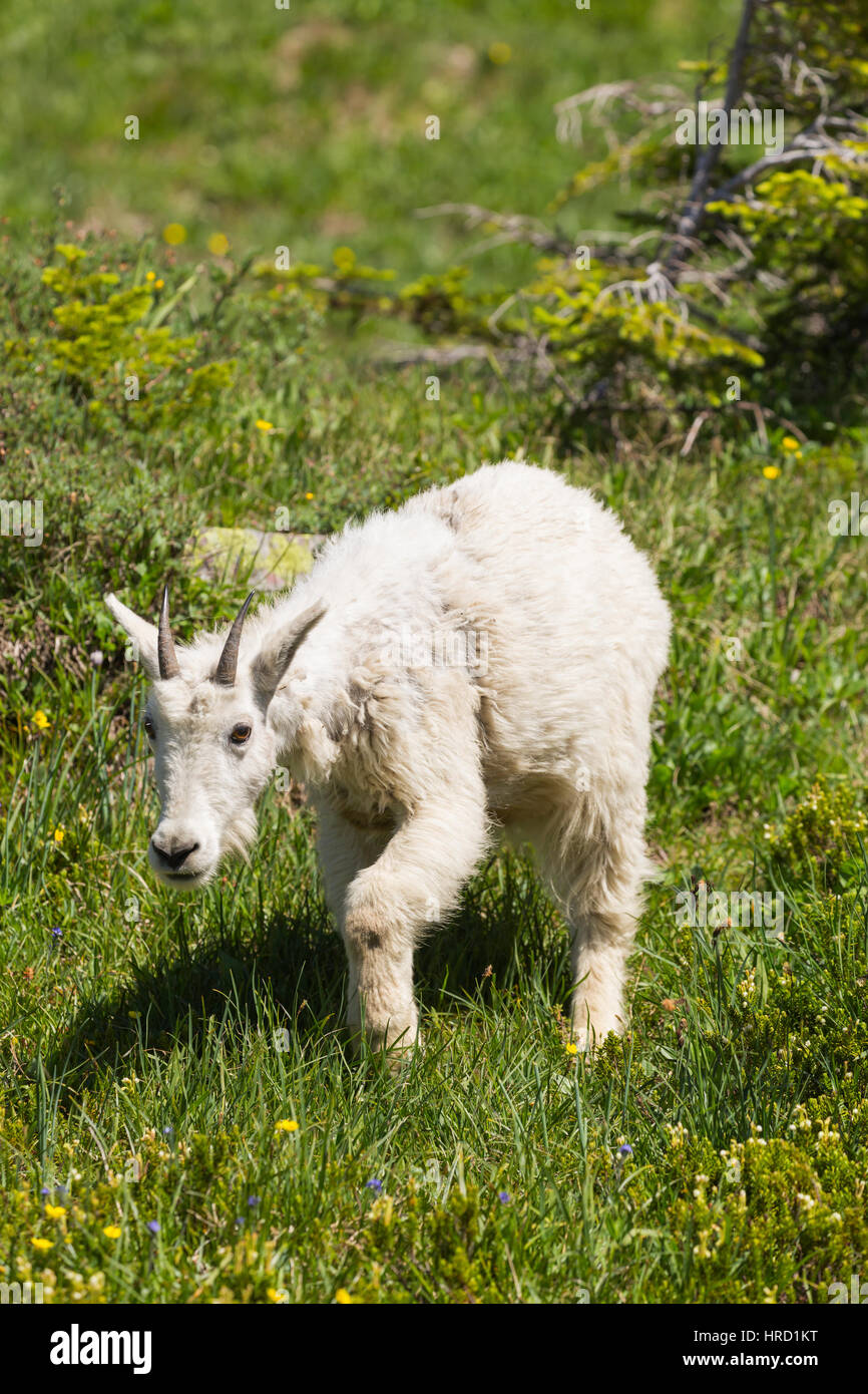 Moving Goat High Resolution Stock Photography and Images - Alamy