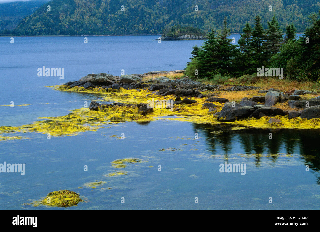 Burin peninsula hi-res stock photography and images - Alamy