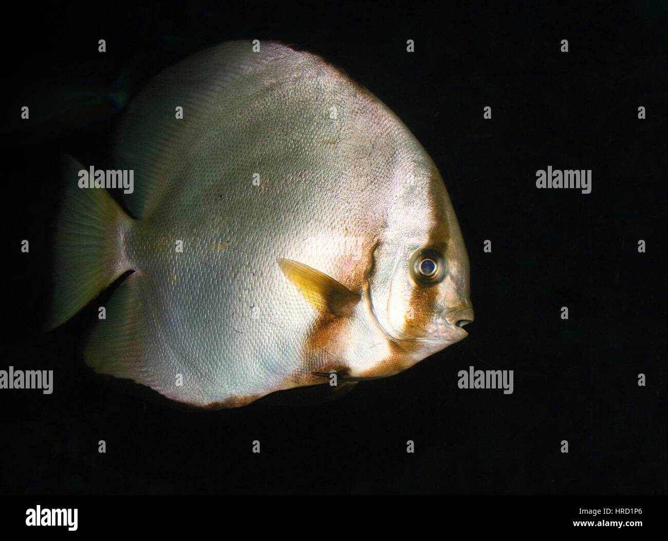 Round batfish hi-res stock photography and images - Alamy