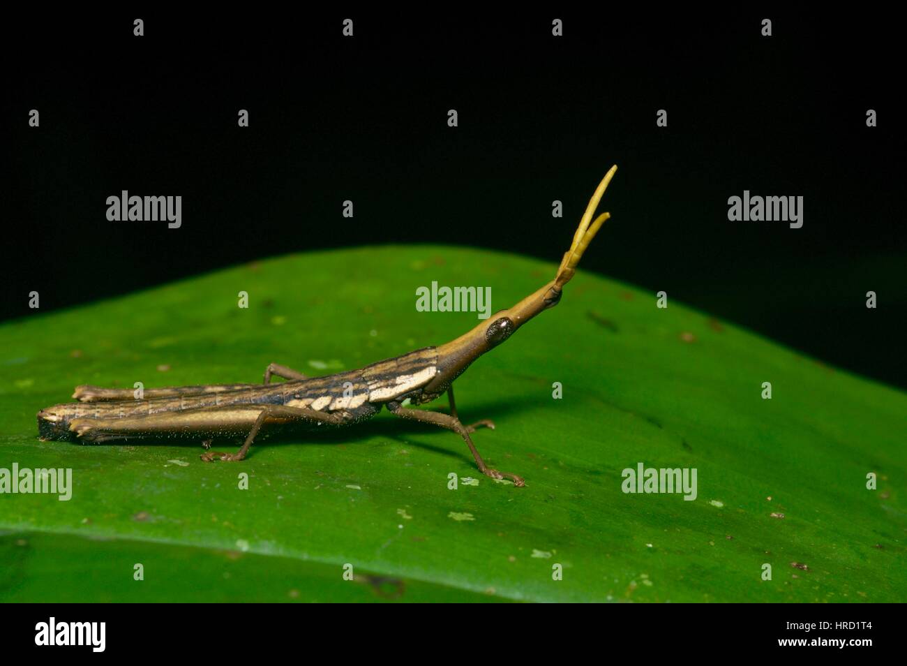 Pyrgomorphidae pyrgomorphidae hi-res stock photography and images - Alamy