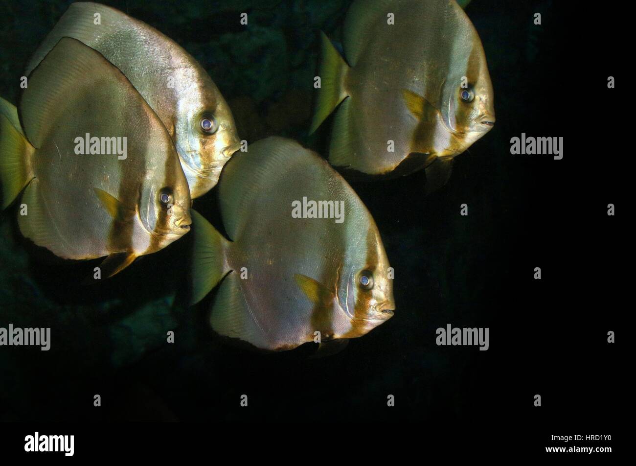 Shoal of Round, Circular or Orbicular Batfish (Platax orbicularis ...