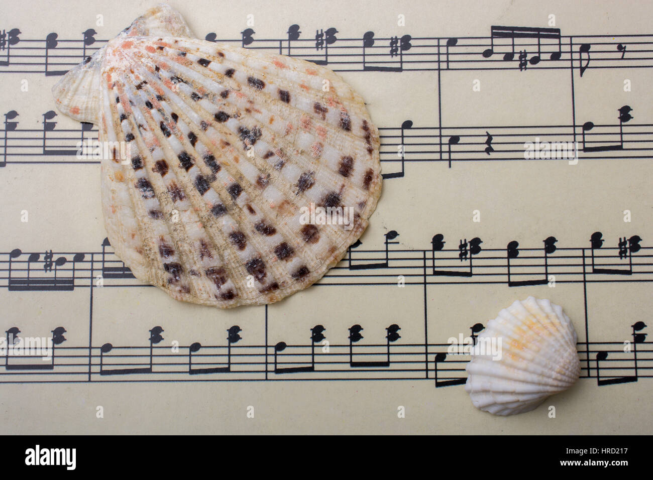 Seashells paper musical notes hi-res stock photography and images - Alamy