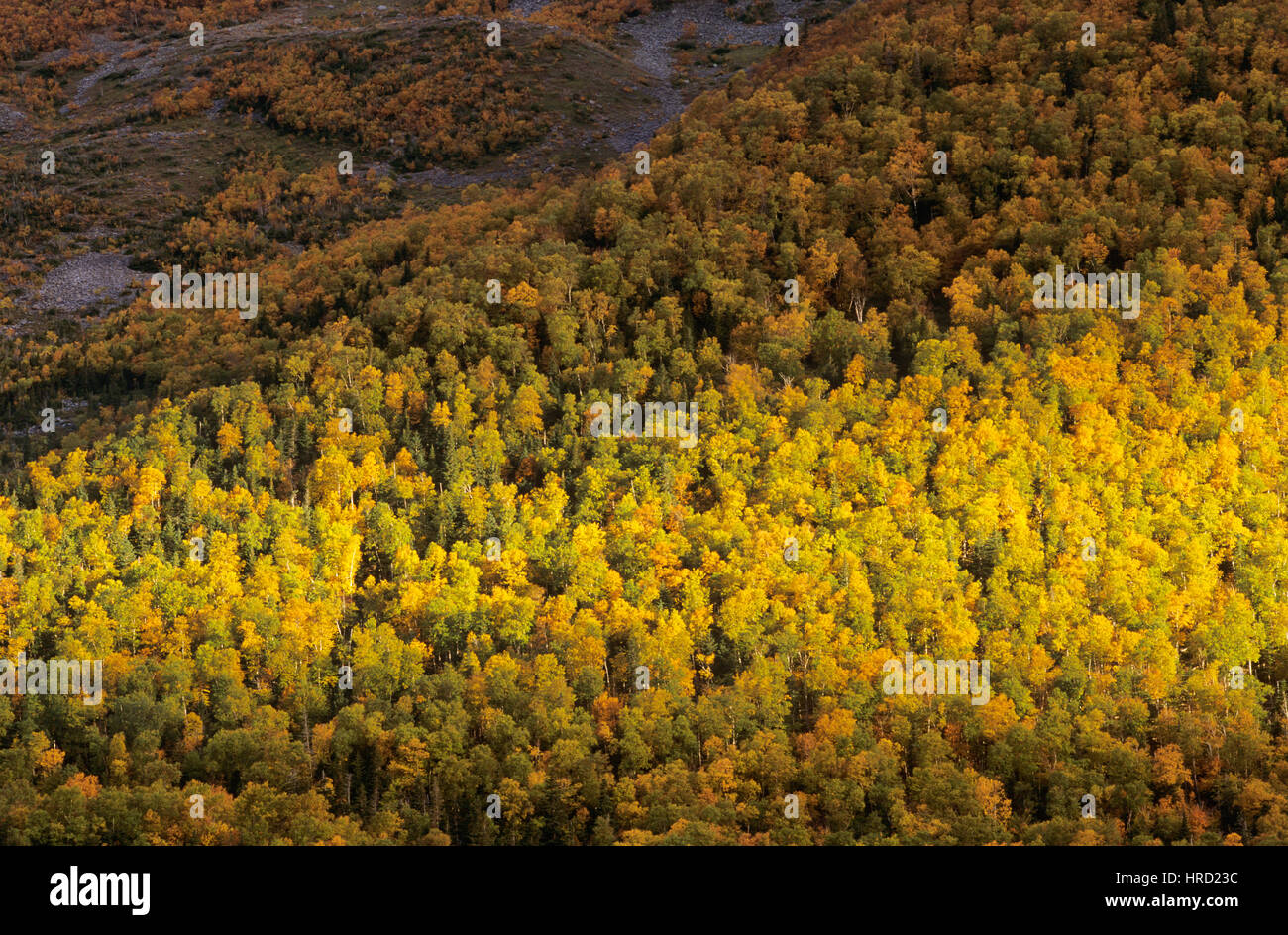 Forest in Fall, Gros Morne National Park, Newfoundland and Labrador ...