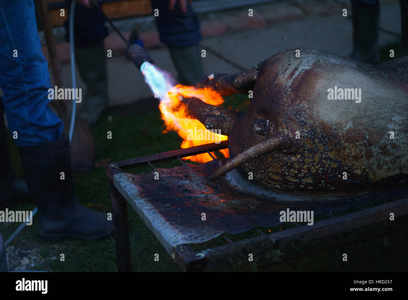 Men burn a pig, after slaughtering it as a Hungarian tradition in ...
