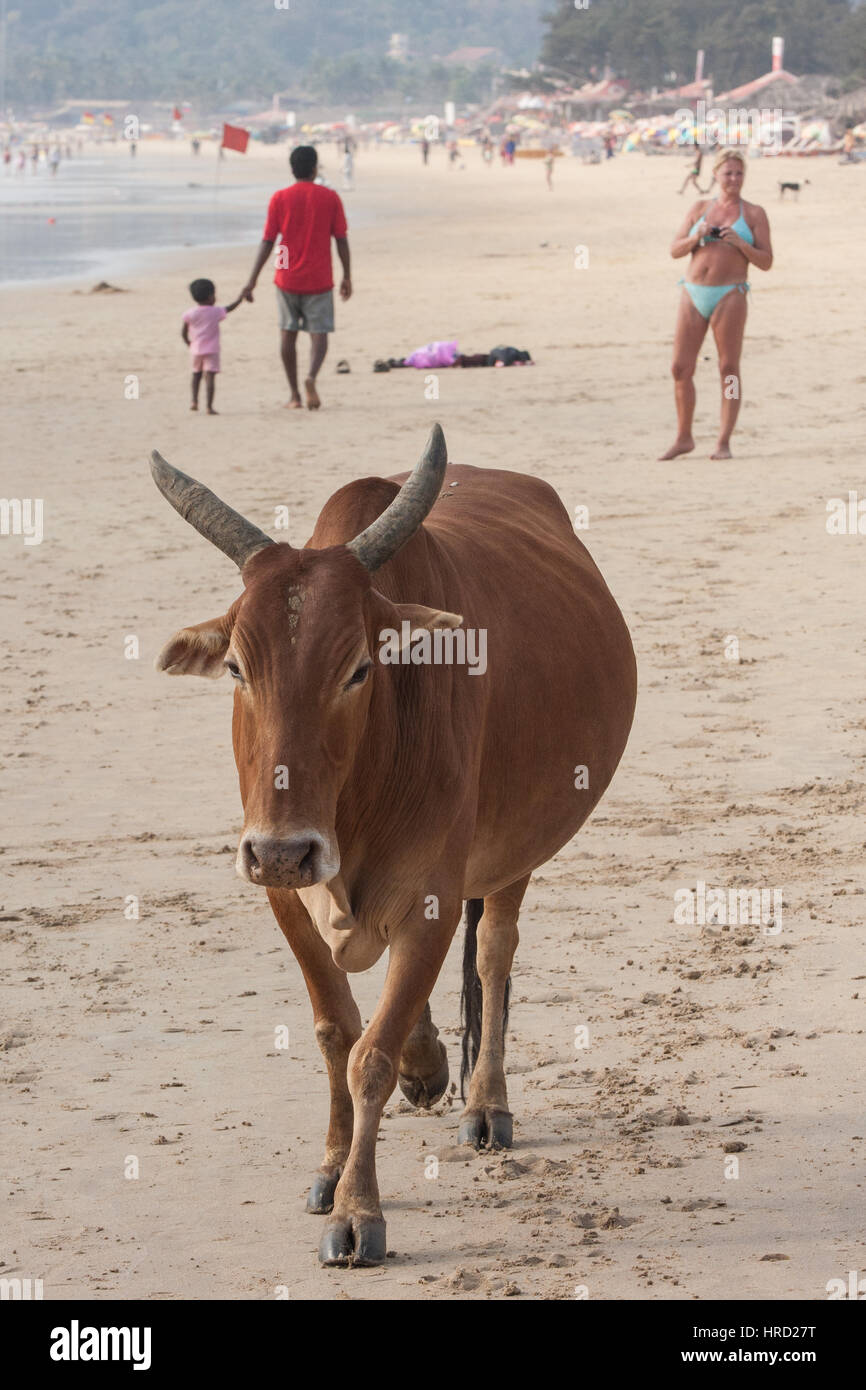 Goa bikini hi-res stock photography and images - Alamy