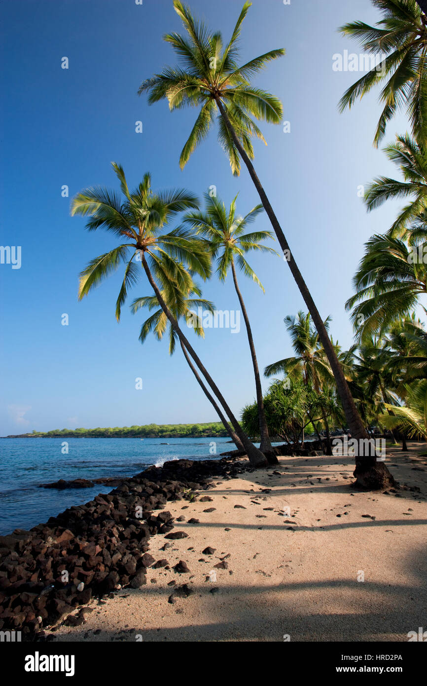 Kona hawaii palm trees hi-res stock photography and images - Alamy