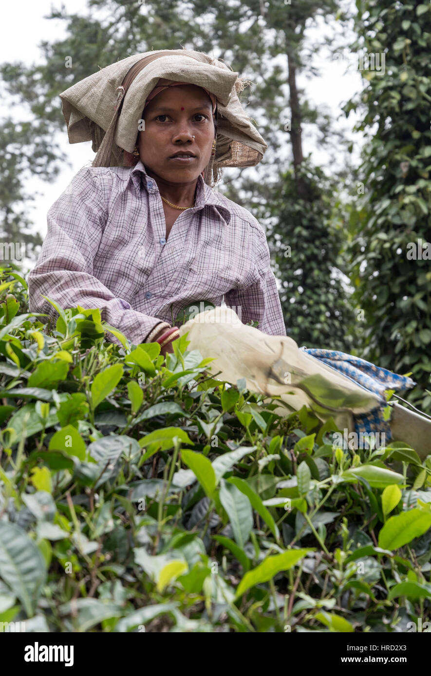 Tea plantation periyar kerala india hi-res stock photography and images ...