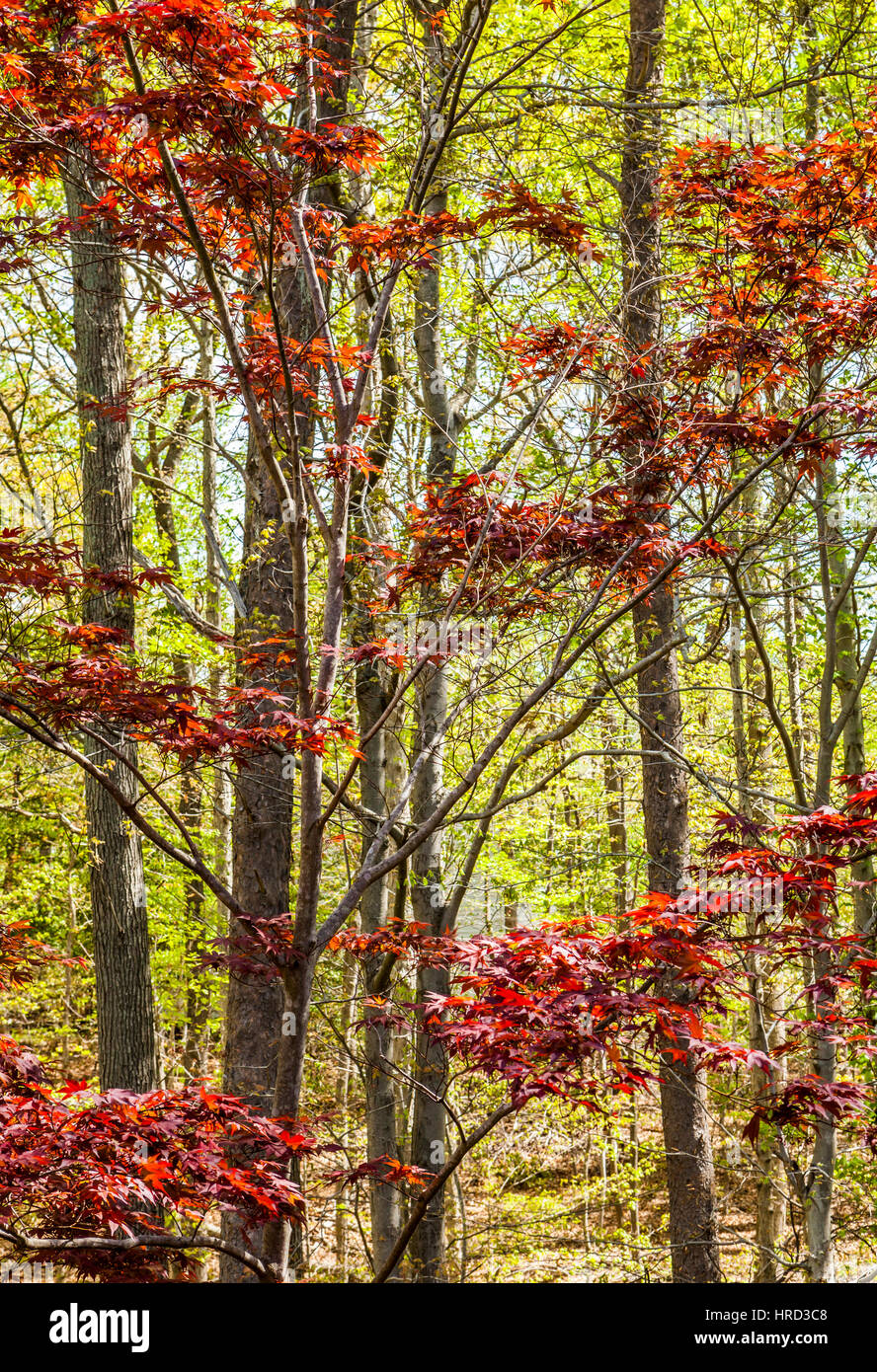 Spring forest scene in Maryland, USA Stock Photo - Alamy