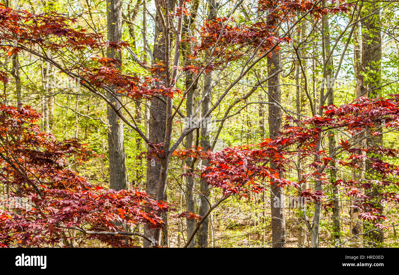 Spring forest scene hi-res stock photography and images - Alamy