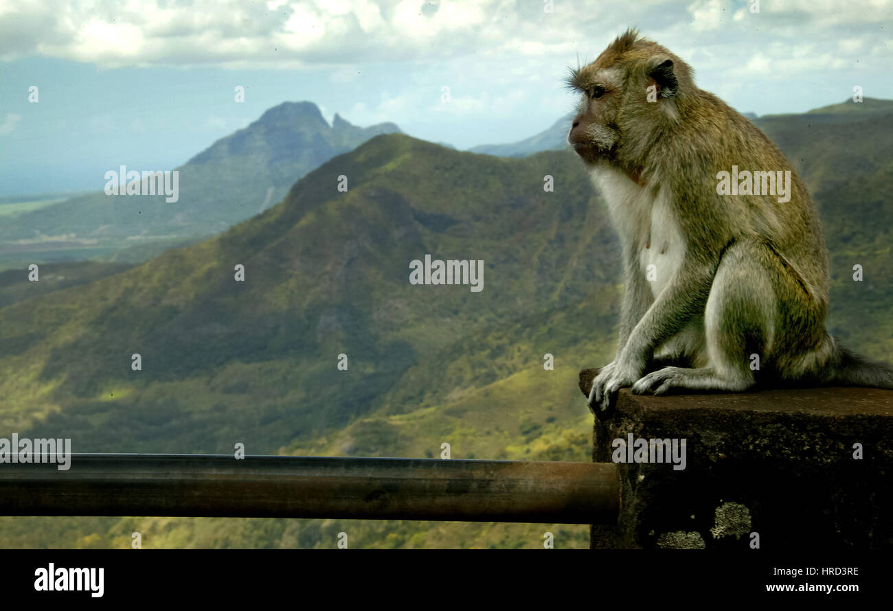 Mauritius, Black River Gorges National Park, monkeys, rainforest ...