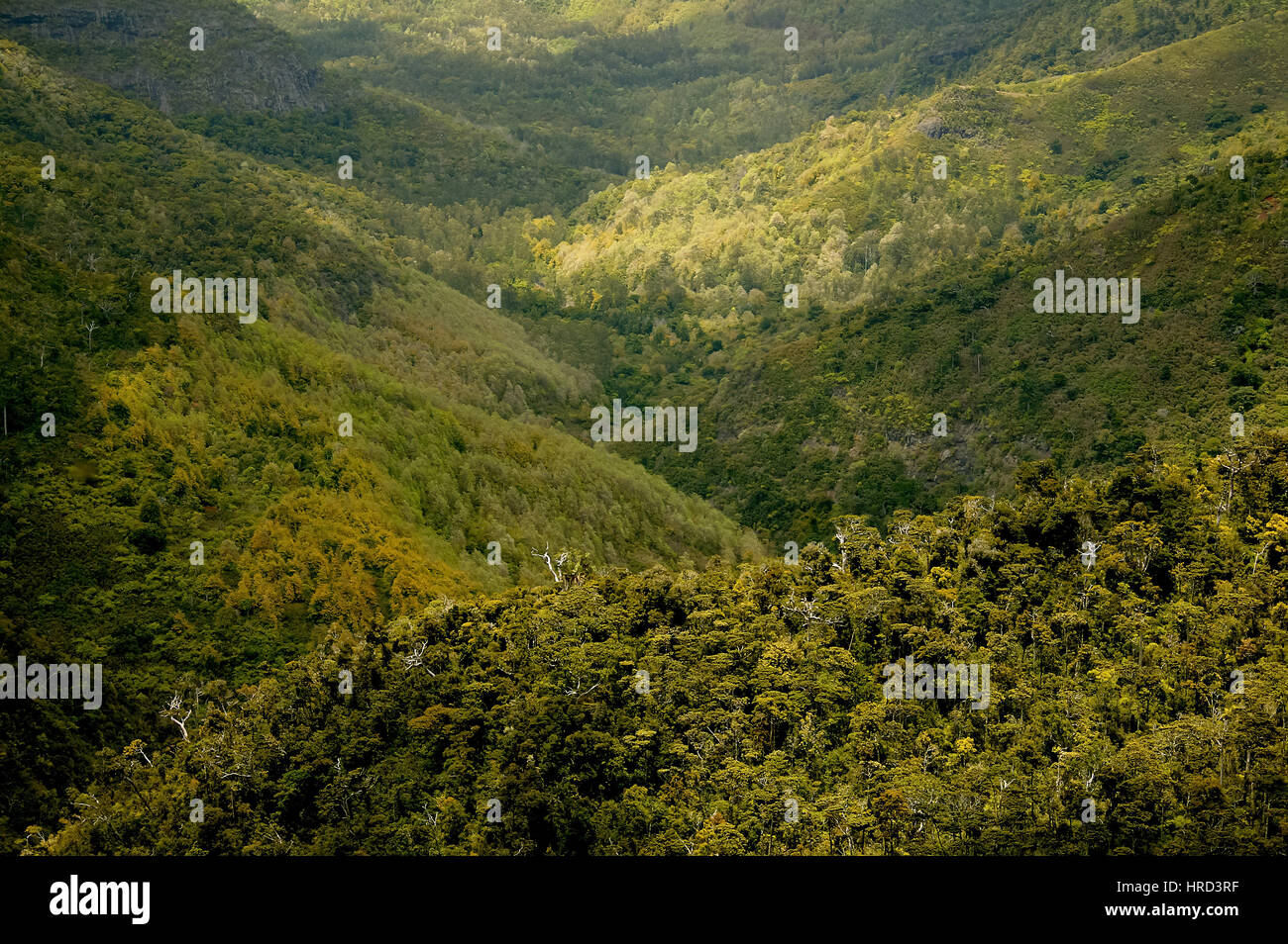 Mauritius, Black River Gorges National Park, rainforest, tropical ...