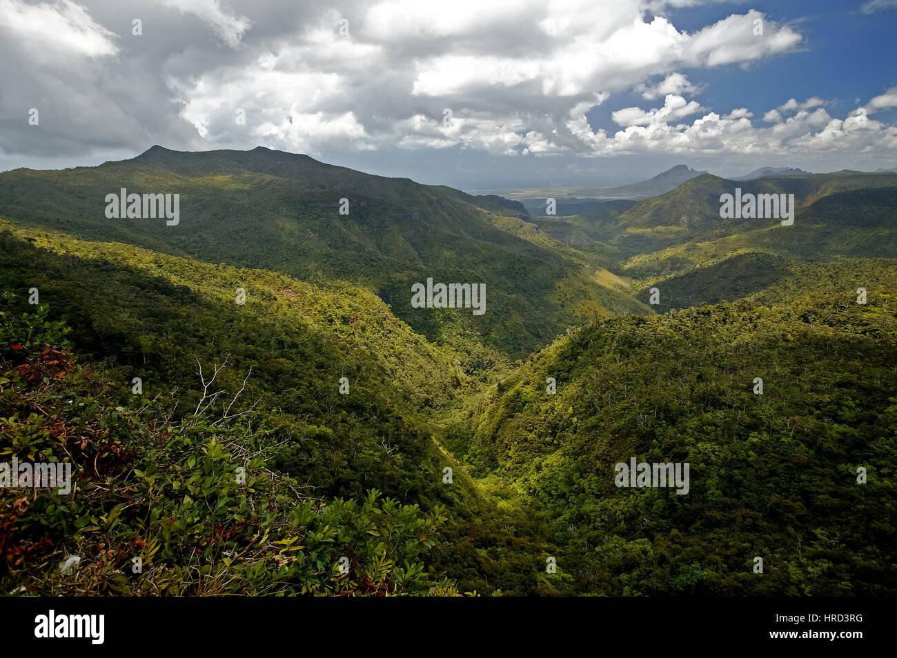 Mauritius, Black River Gorges National Park, rainforest, tropical ...