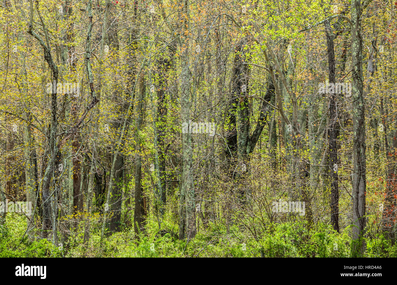 Maryland forest hi-res stock photography and images - Alamy