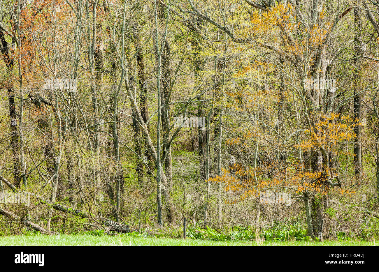 Maryland forest hi-res stock photography and images - Alamy