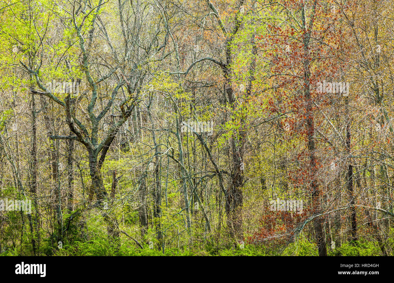 A Spring time forest in Maryland, USA Stock Photo - Alamy