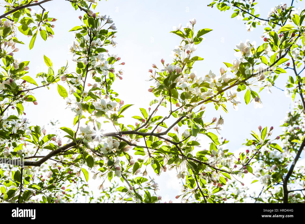 Tree limbs flowering hi-res stock photography and images - Alamy