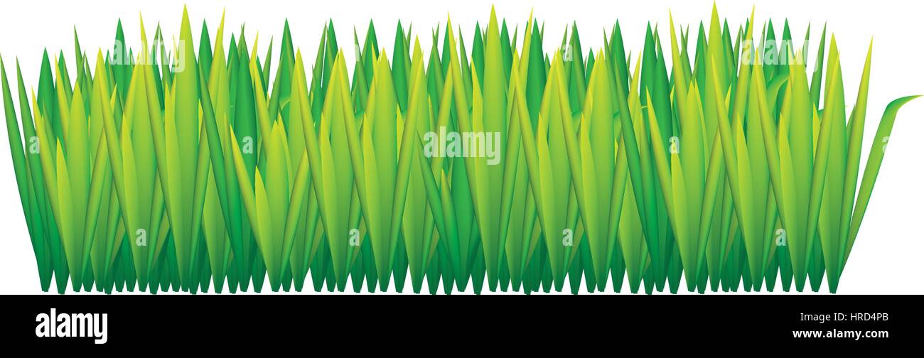 green tall grass icon Stock Vector Image & Art - Alamy