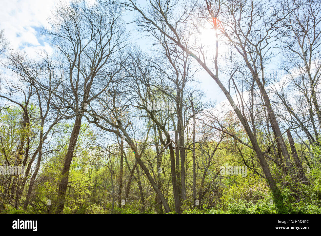 Hardwood forests hi-res stock photography and images - Alamy