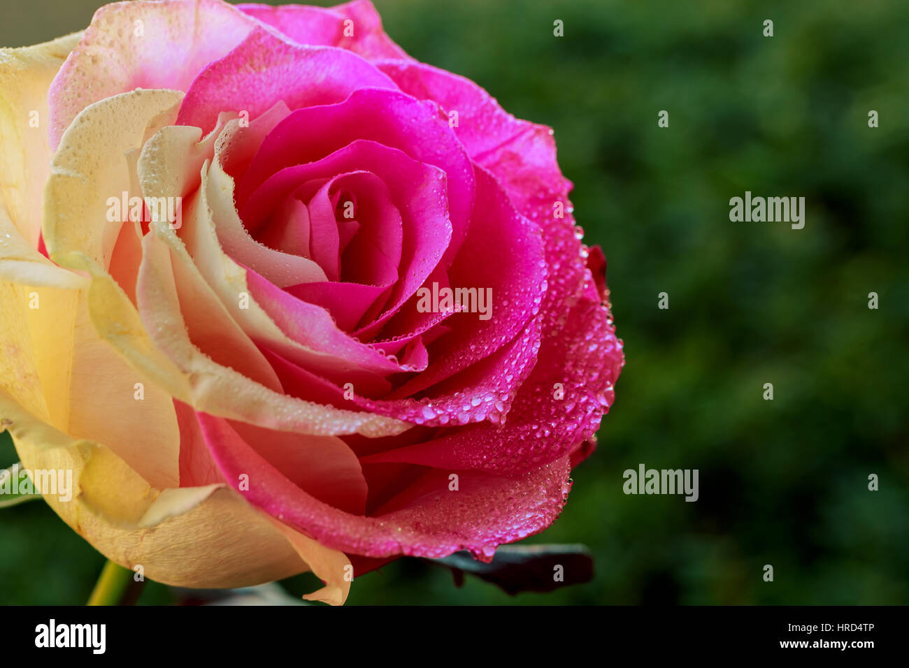 Beautiful rose flower with drops of dew Stock Photo - Alamy