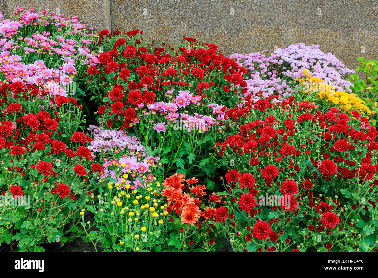 Street flower shop with colourful flowers Stock Photo - Alamy