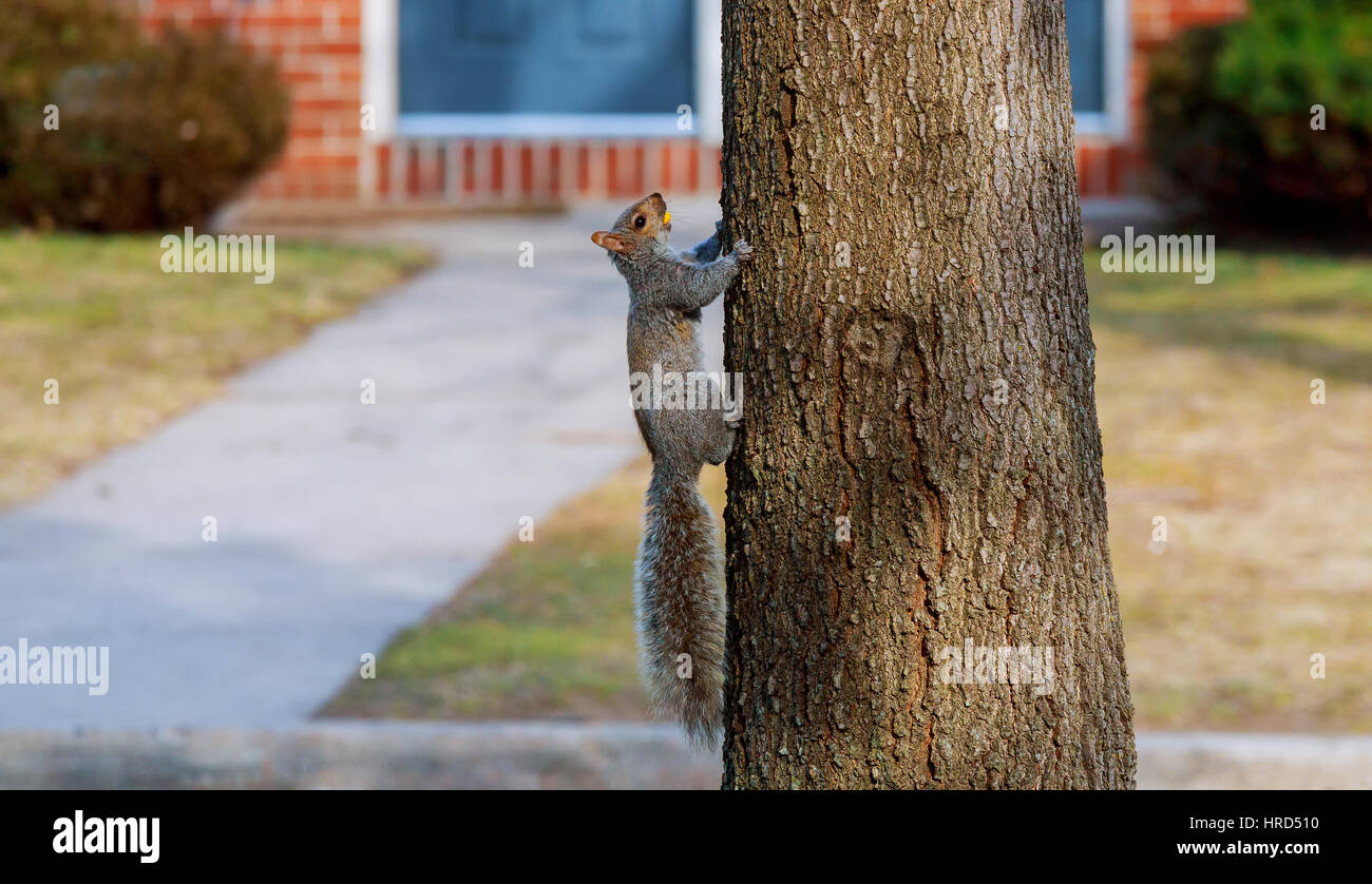 Eastern Gray Squirrel Stock Photo - Alamy