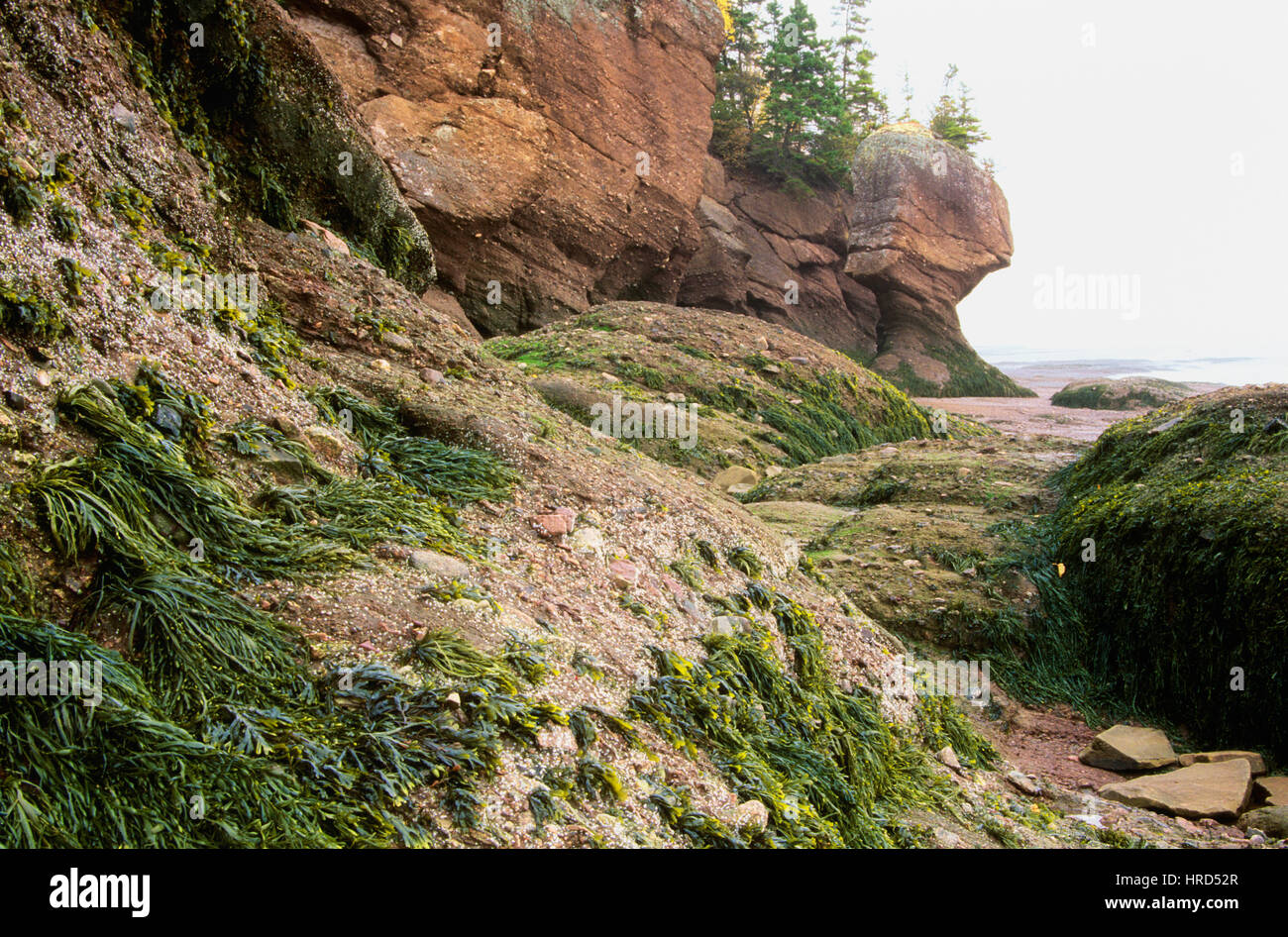 Sandstone Rock Formations, Hopewell Rocks Park, Shepody Bay, New ...