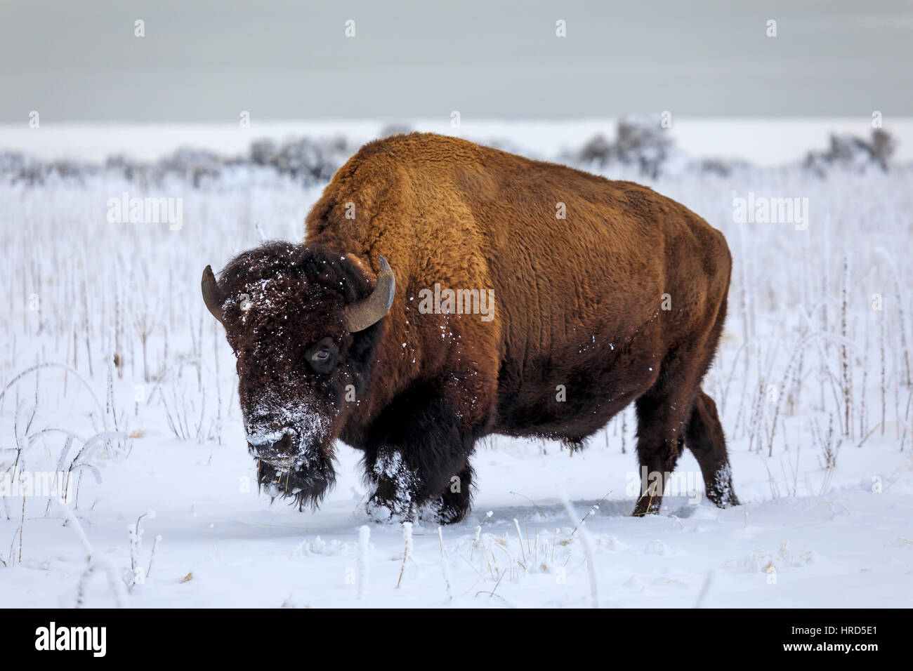 In this shot a large bull bison walks along in the snow foraging for ...